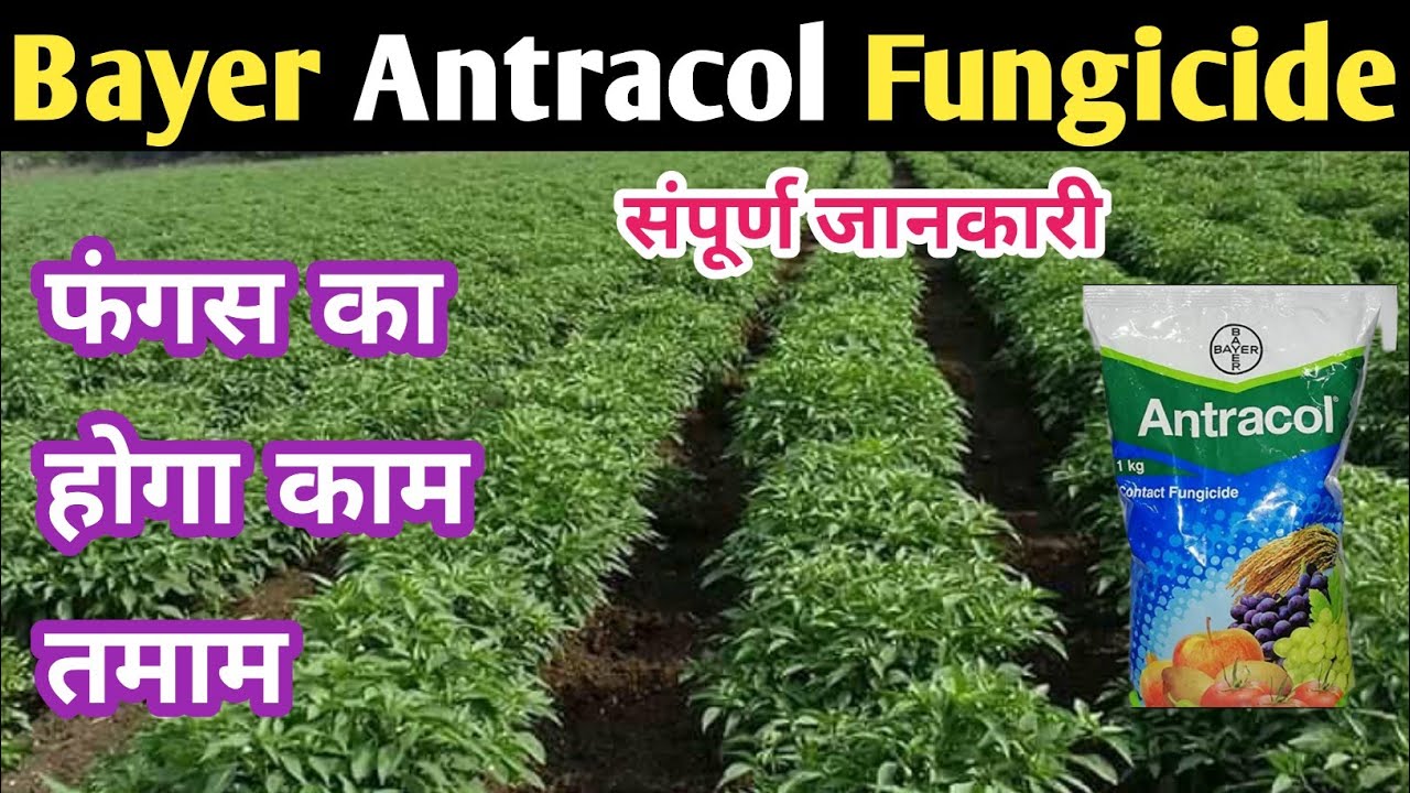 Antracol Fungicide/Bayer Antracol Fungicide/Antracol Fungicide Details ...