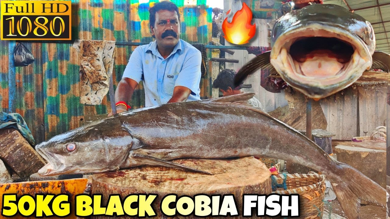 $75 50KG GIANT BLACK COBIA FISH | KADAVARA FISH CUTTING🐟 | FISH CUTTING ...