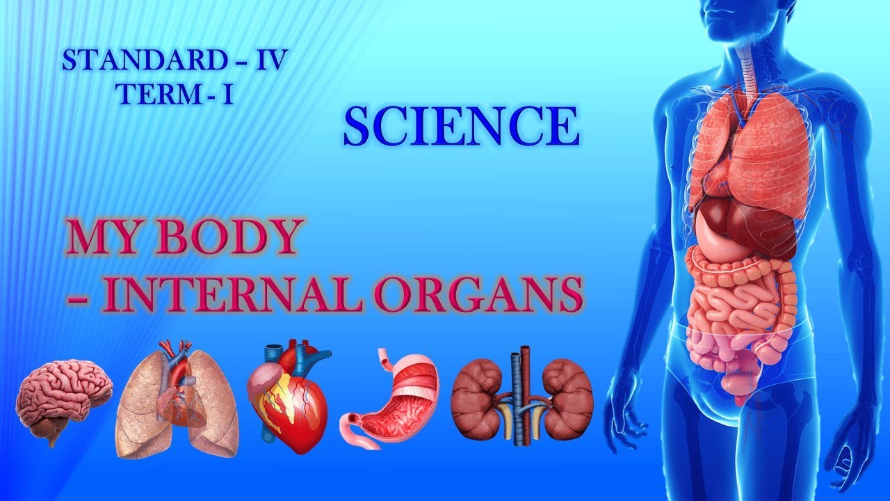 My Body - Internal Organs/Standard Four Term - 1 Science/ 🧠,Heart,Lungs ...