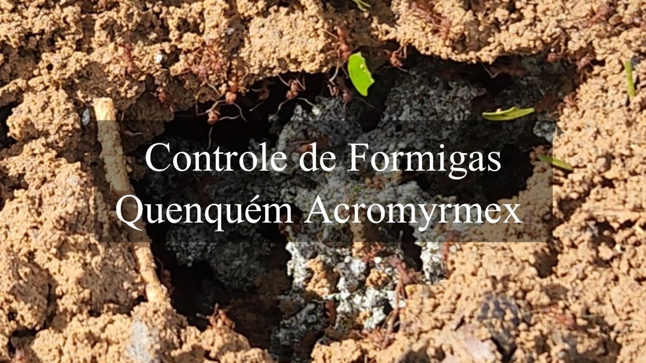 Controle de Formigas Quenquém via Pulverização - YouTube