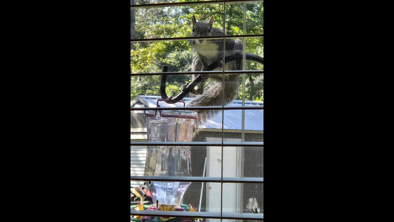 Squirrel Saturday Part 1 - YouTube