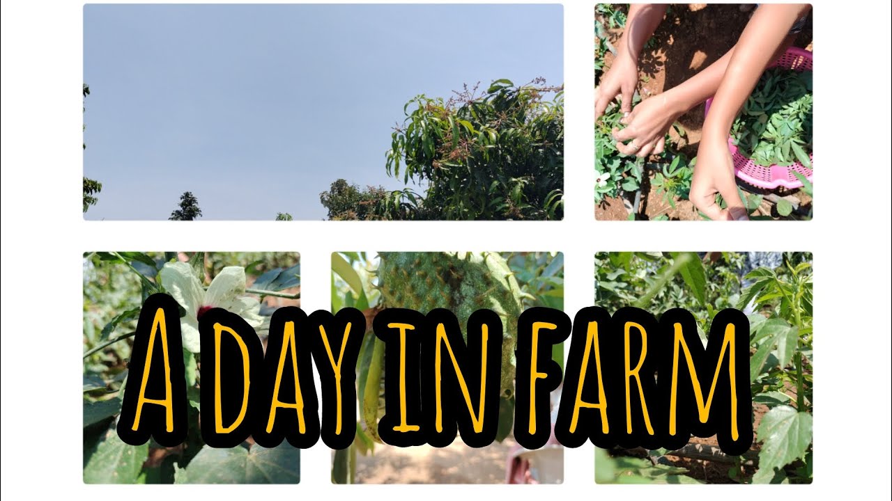 A day in farm l Morning to Evening routine l vegetable l fruits l ...