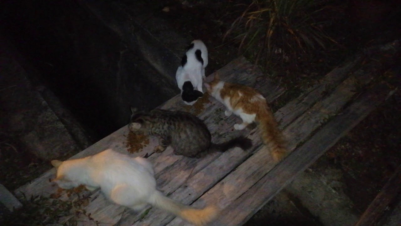 KUCING.. Seminggu tak jumpa kucing dlm taman ni.. - YouTube