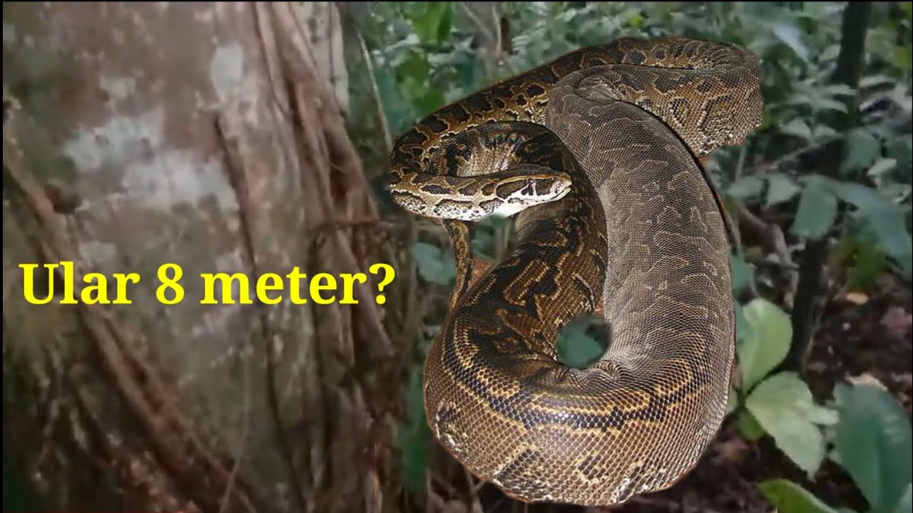 Hutan sarang ular | PETUALANG BORNEO - YouTube