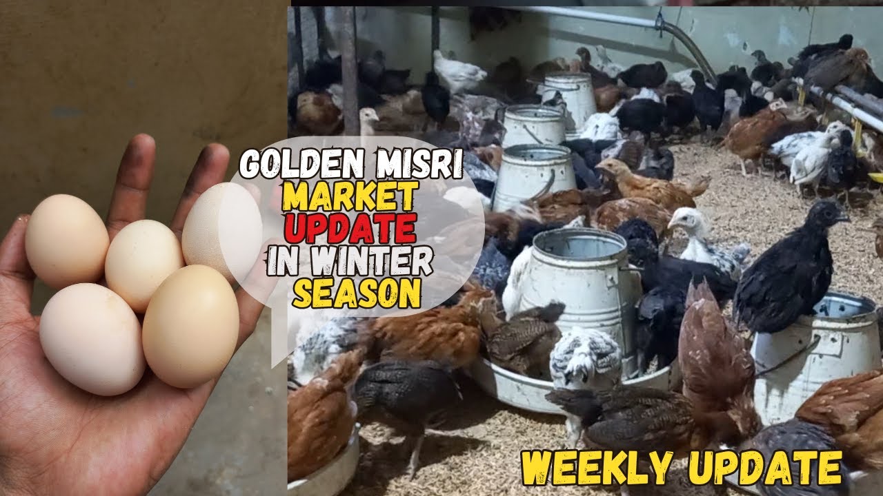 Golden Misri Market Update 🐥 ️ 🐣 | Murgion ney aj 11 eggs dey hen ...