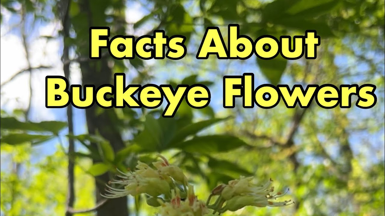 Facts About Buckeye Flowers #nature #ohionature #nativeplants #plants ...