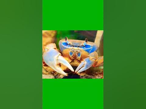 Райдужний краб або краб патріот #українською #акваріум #цікавіфакти # ...