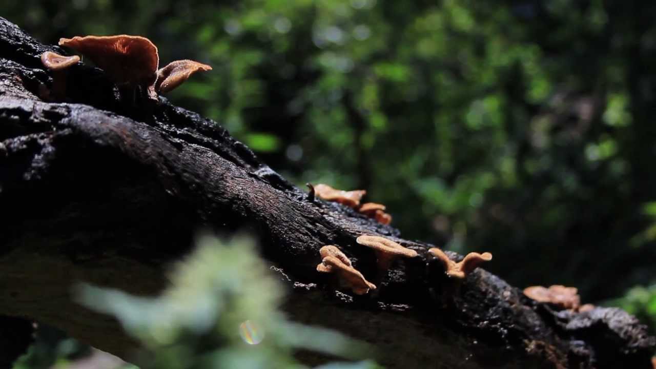 Strain Hunters Swaziland - Cannabis details - YouTube