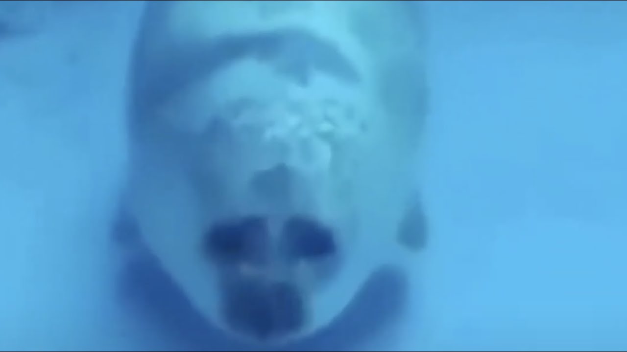 Memes Worthy Of Being On AFV - YouTube