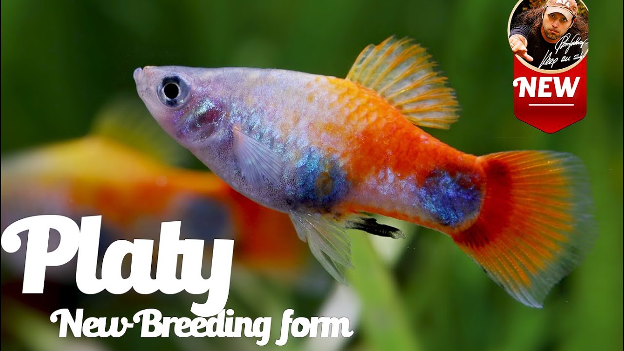 New Platy Variation - Blue Butterfly Mickey Mouse - YouTube