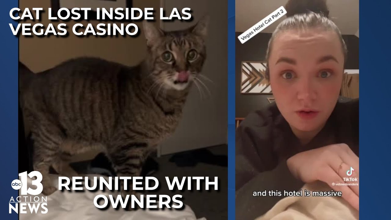 How a cat lost inside a Las Vegas casino reunited with its owners, a ...