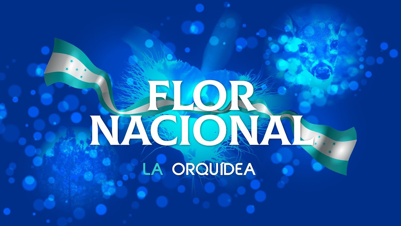 Símbolos Menores de Honduras: Flor Nacional - YouTube