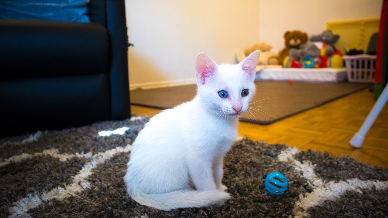 WE SURPRISED HER WITH A BABY KITTEN!!! ALI H - YouTube