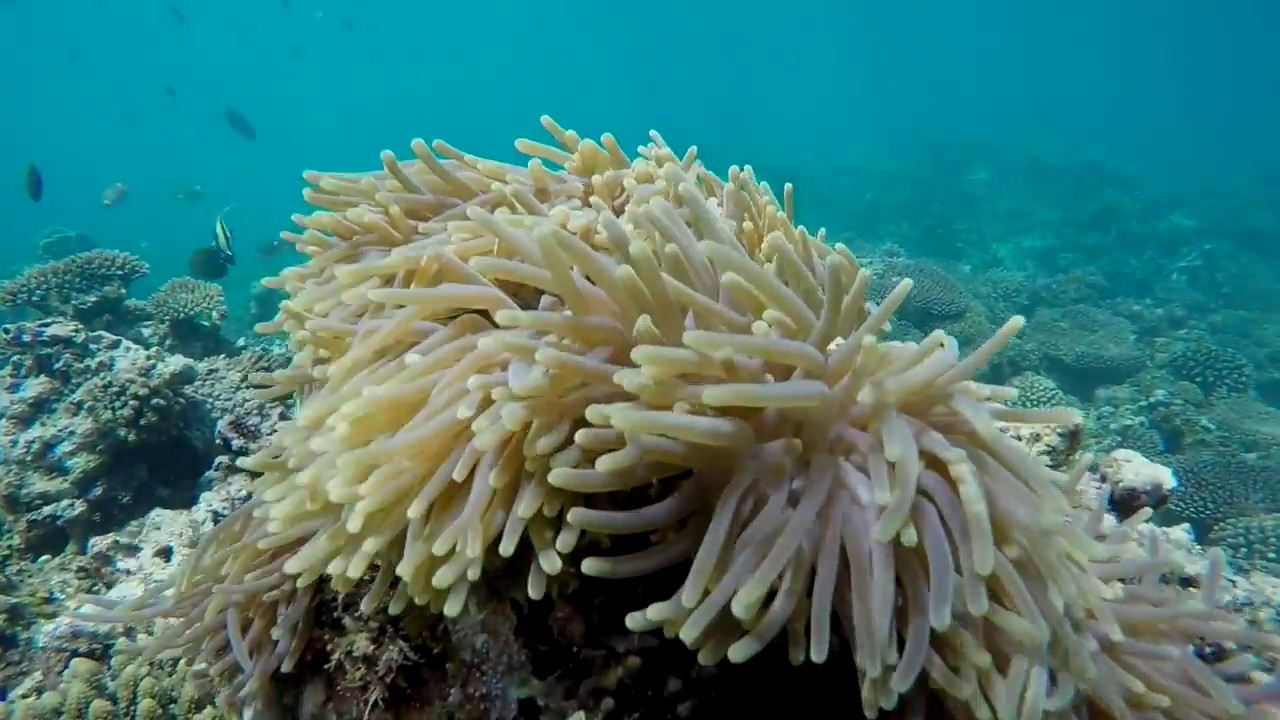 The Coral Reef at Ifaty, Madagascar - YouTube