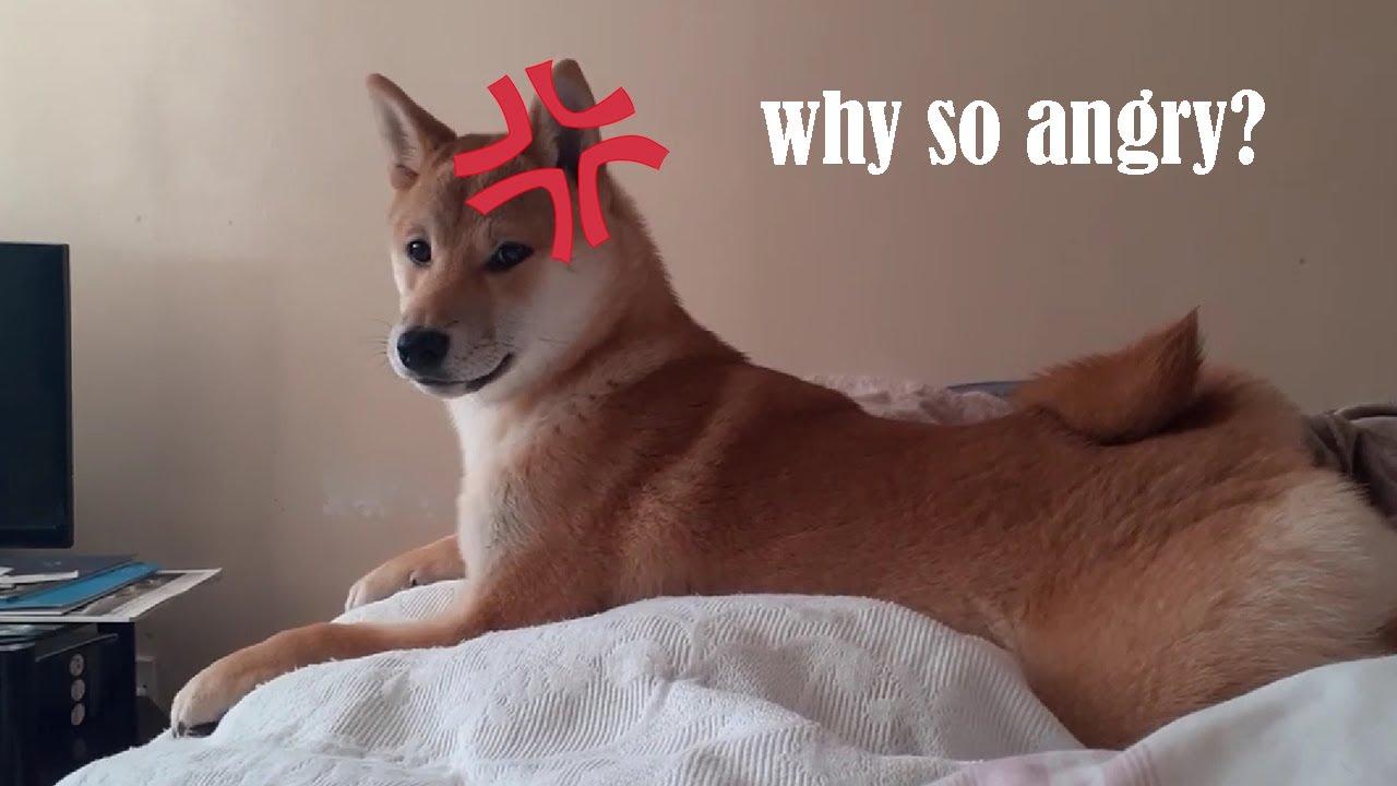 I Can't Believe That Was Causing Such An Overdramatic Reaction - YouTube