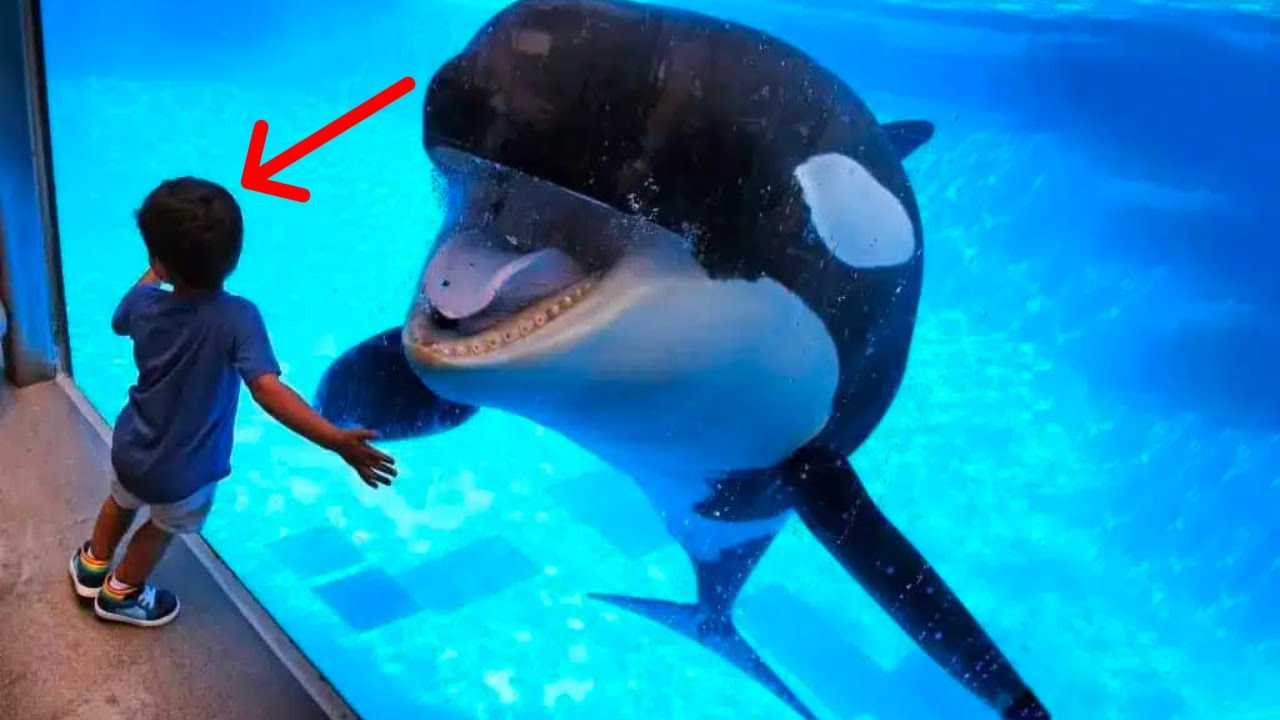 Orca Keeps Following Boy – What The Orca Did Next Shocked Everyone ...
