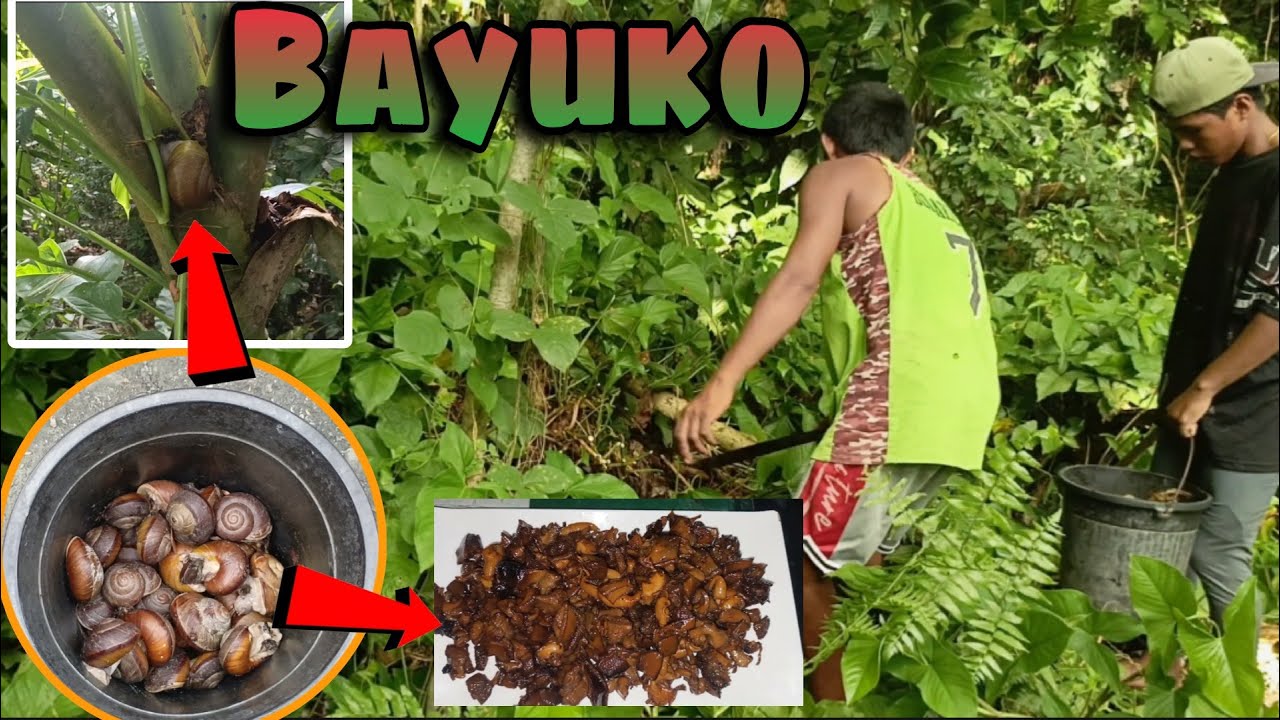 Pangunguha ng Bayuko[OR.MINDORO] - YouTube