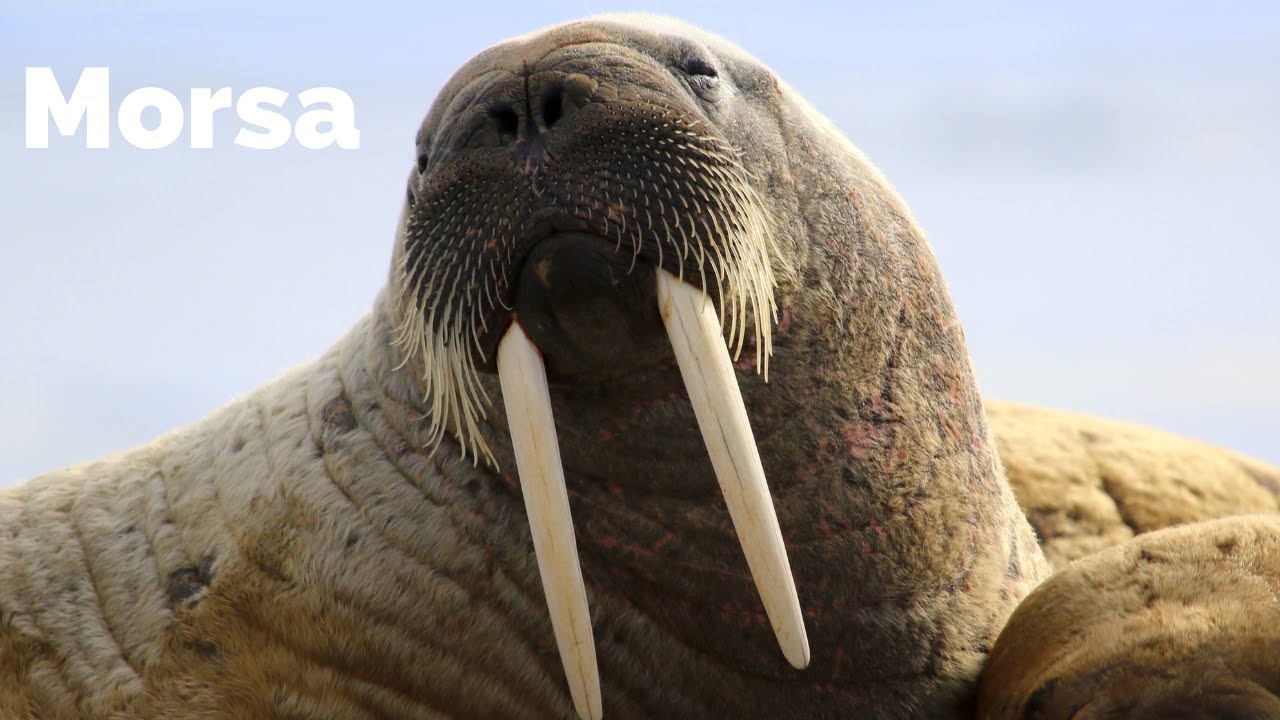 Curiosidades sobre a Morsa - YouTube