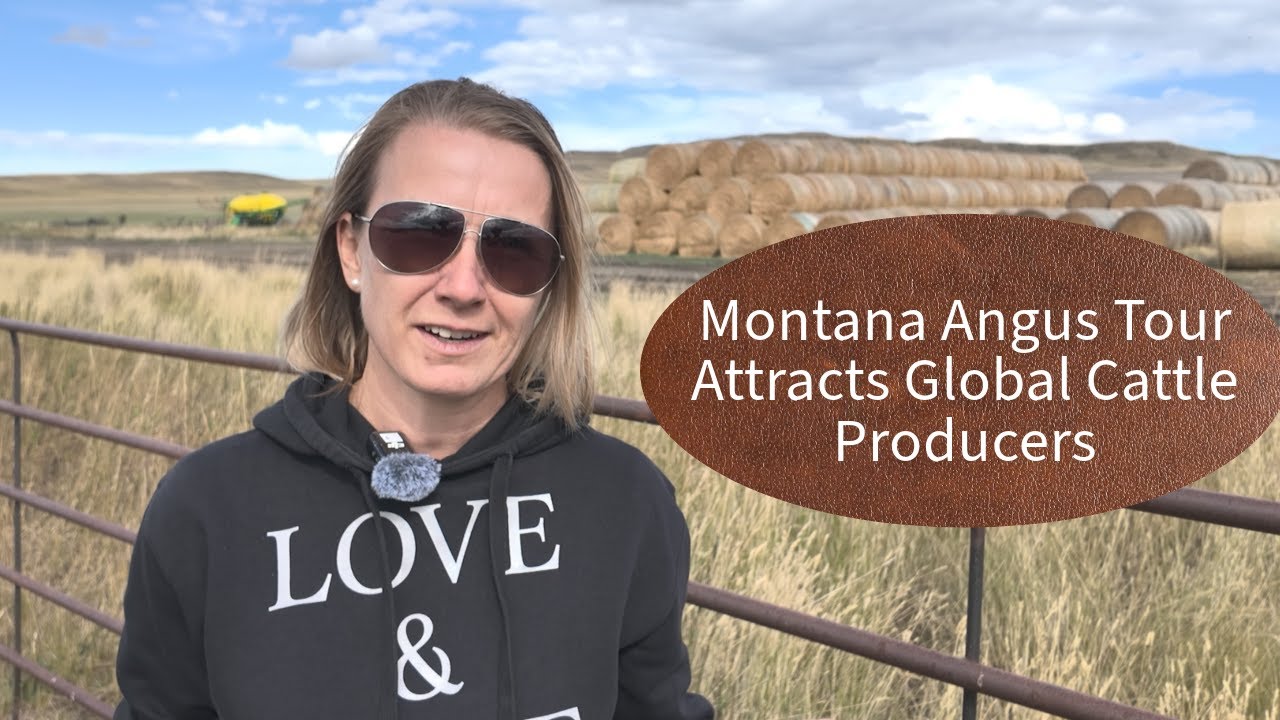 Montana Angus Tour Attracts Global Cattle Producers - YouTube