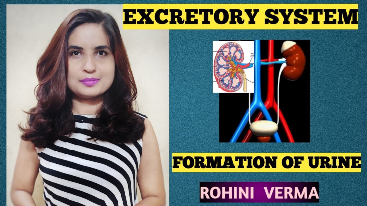 EXCRETORY SYSTEM IN HUMAN BEINGS || FORMATION OF URINE || IMPORTANCE OF ...