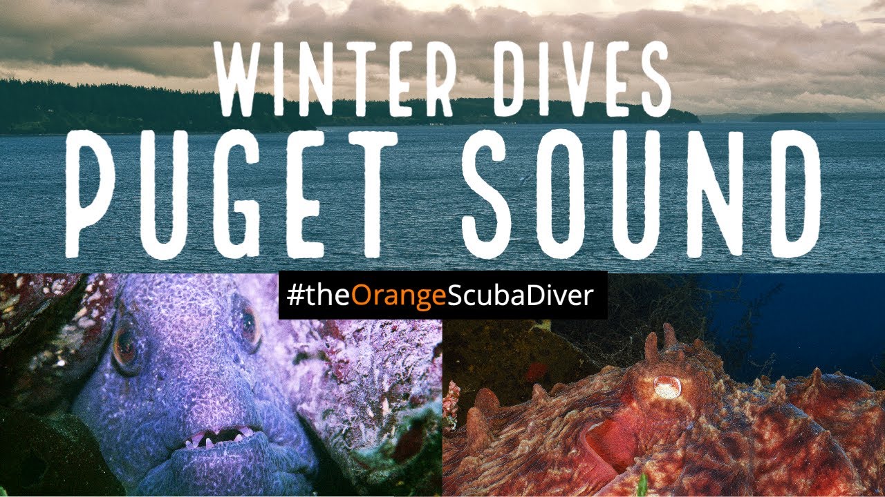 Scuba Diving Puget Sound on Winter, Seattle, Washington - YouTube