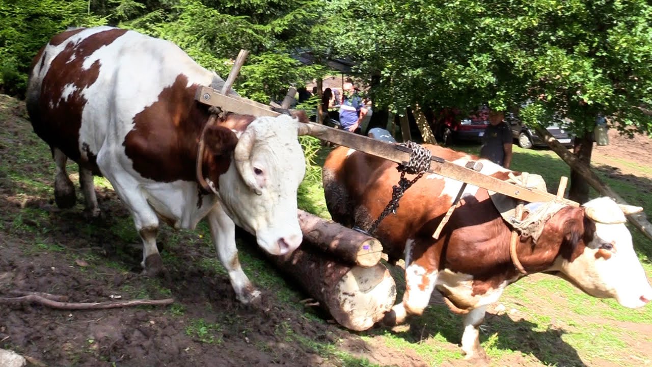 MOBA KOD BRKA PLAKALOVIĆA - RAVNA ROMANIJA !!! - YouTube