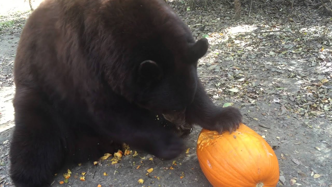 Black Bears Digging into Pumpkins - YouTube
