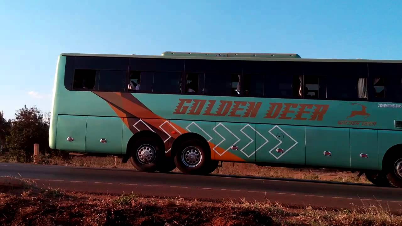 GOLDEN DEER - YouTube