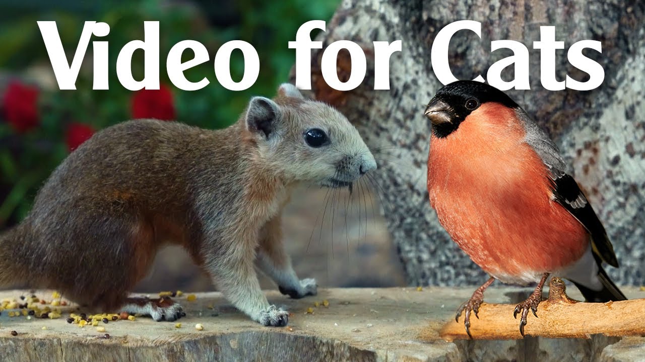 Bird Watching Video For Cats: ALL DAY Bird and Squirrel Entertainment ...