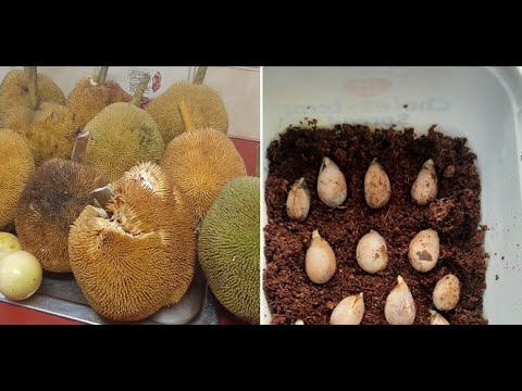 Growing Marangs, Durians, Chempejack, Jackfruit in Sub-tropical S.E ...