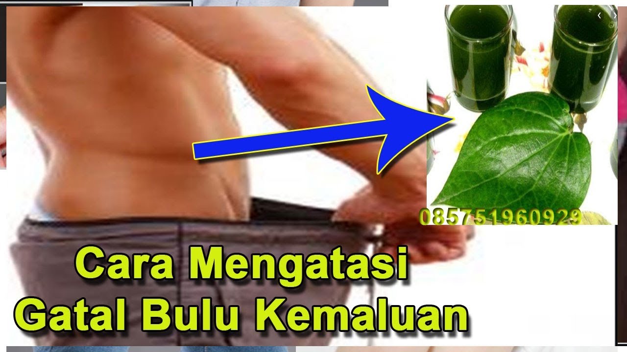Cara Mengatasi Gatal Bulu Kemaluan - YouTube