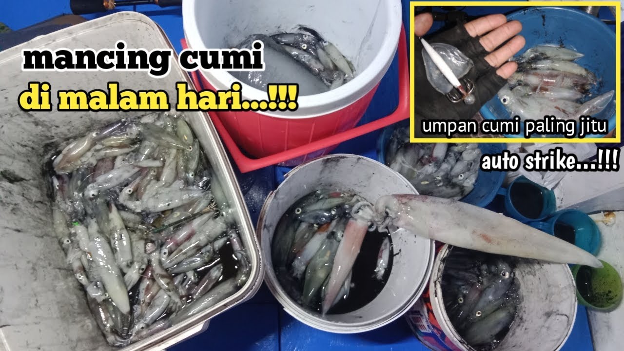 mancing cumi di malam hari !!! teknik & umpan cumi paling jitu malam hari || auto strike - YouTube