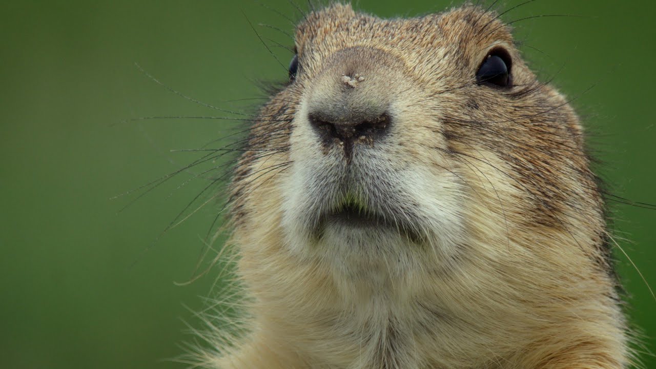 A Prairie Dog's Life - Trailer 2023 - YouTube
