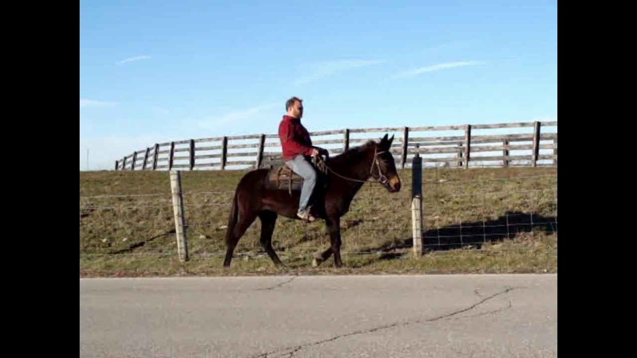 www.handrhorses.com PRETTY DARK BAY MOLLY MULE, BEEN TRAIL RIDDEN ...