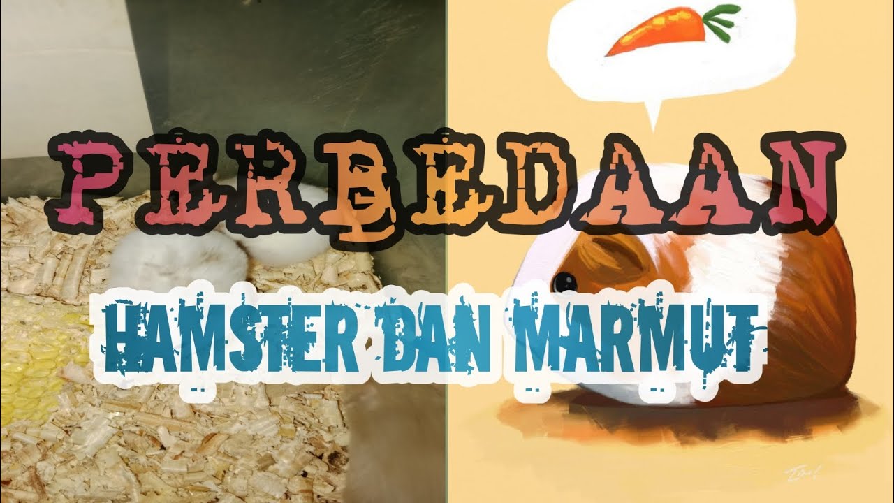 PERBEDAAN HAMSTER DAN MARMUT @hamsterfarmdumai #animals #pets #marmut # ...