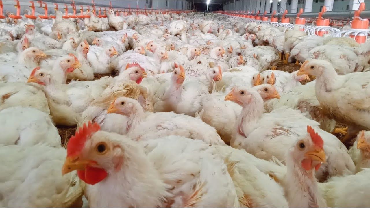Day 36 complete #poultry #cooking #دجاج #chicken #noalfarm #fishcutting ...