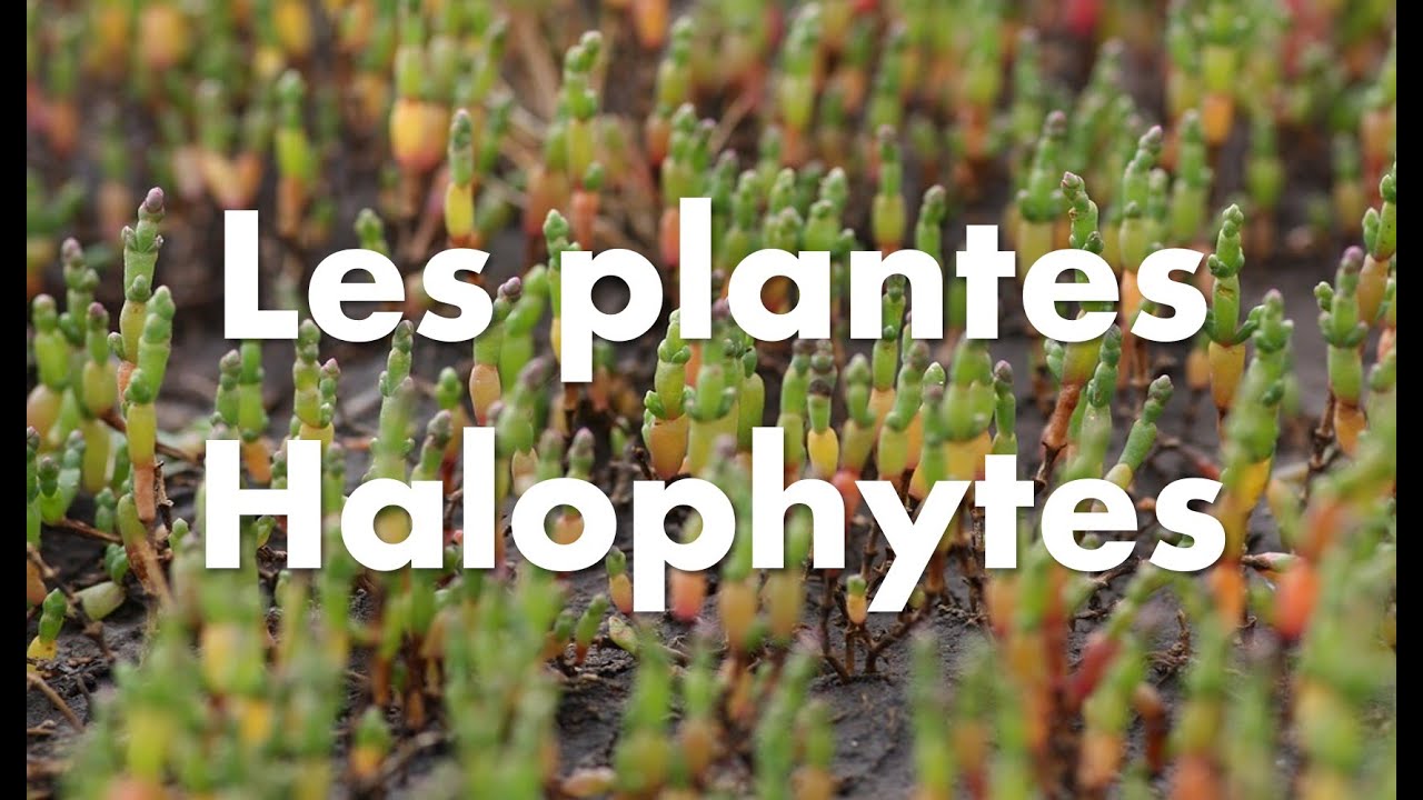 Les plantes halophytes - YouTube