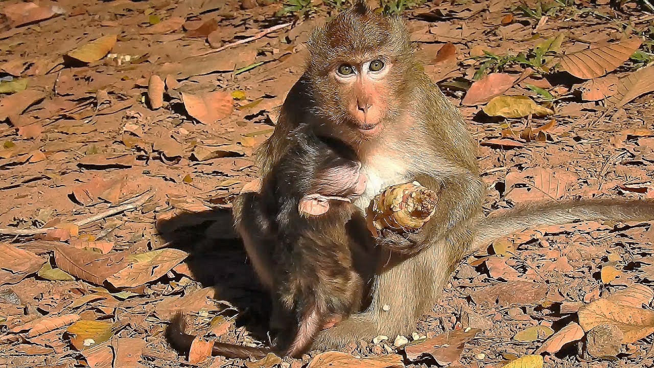 Cute Animal Lady ADA Eat Sweety Corn And Take Car Baby Elder - YouTube