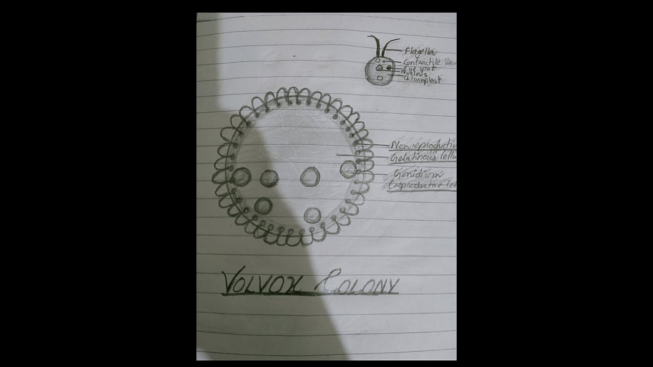 Volvox Diagram I Volvox Colony Diagram I Class 9 l Biology I How to ...