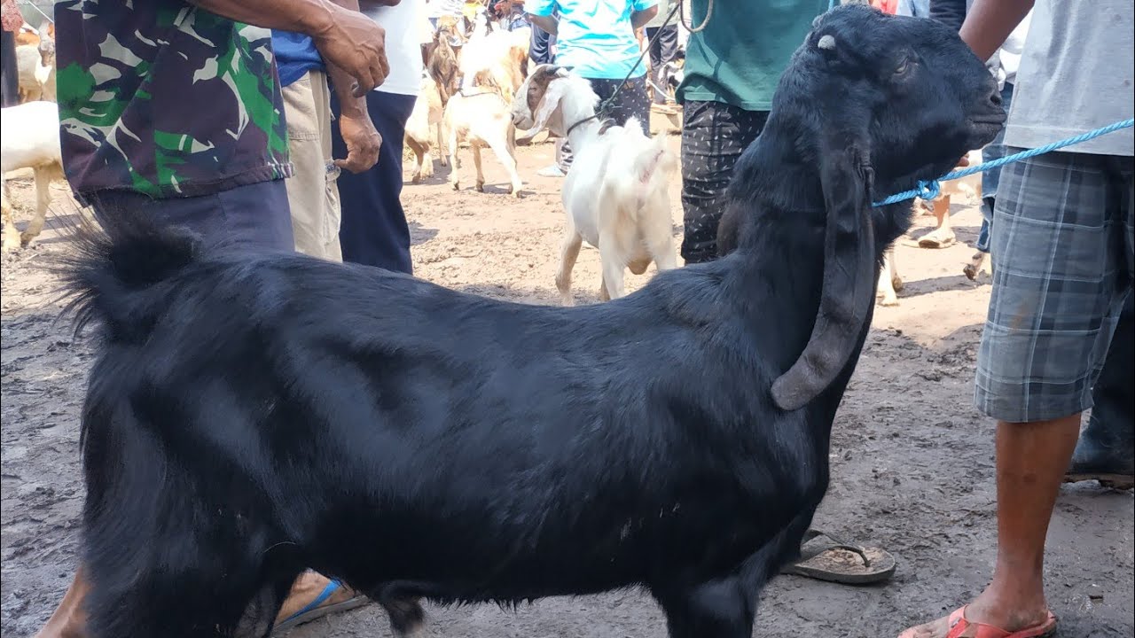 update Harga Kambing Cemani/full hitam pasar Ampel - YouTube