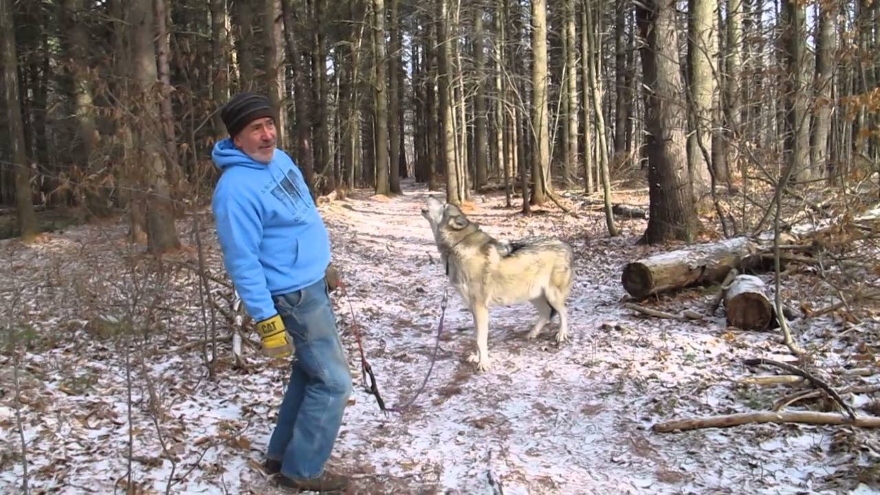 The howling of the Wilmington, NY wolf - YouTube