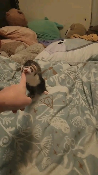 How we knew it was Ferret Bedtime - YouTube