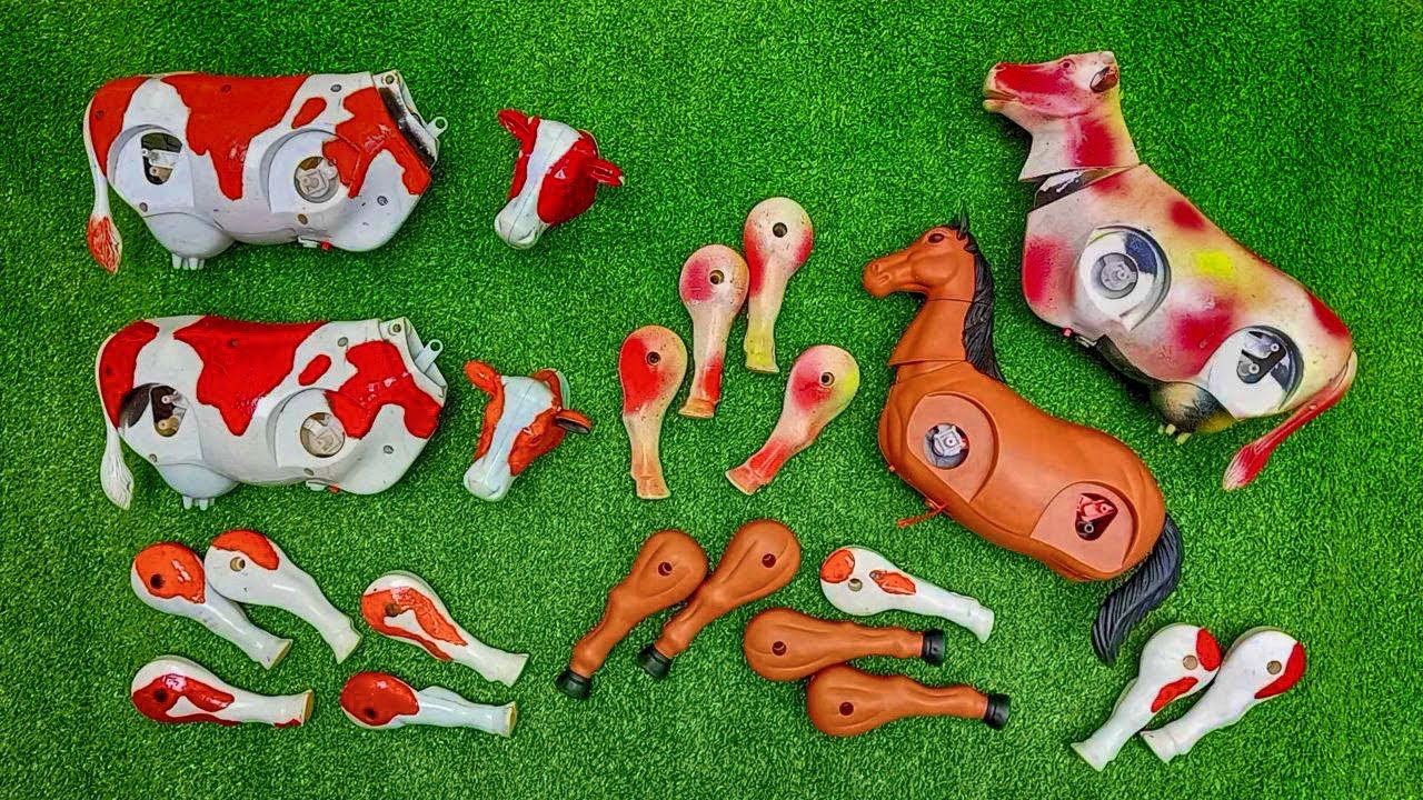 Merakit Induk Sapi, Sapi Limosin, Sapi Besar, Sapi Lucu, Kuda Arab ...