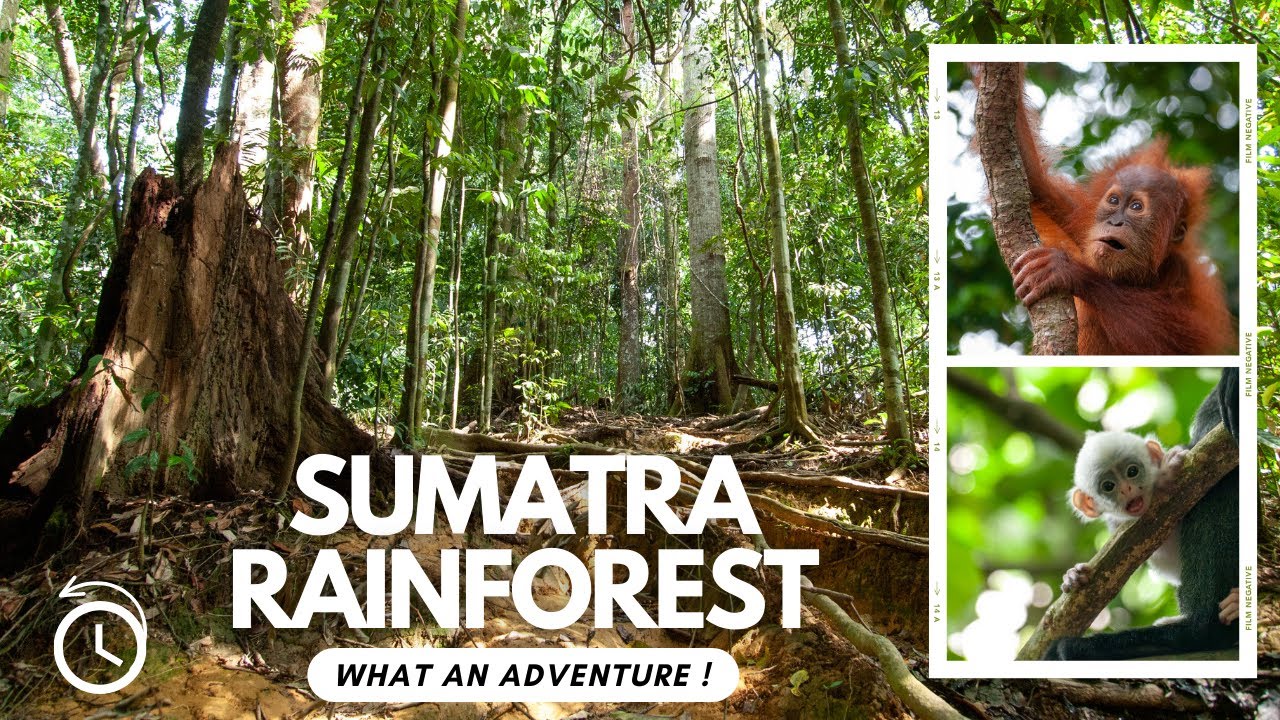 What an Adventure! Photography in the RAINFOREST of Sumatra Indonesia ...