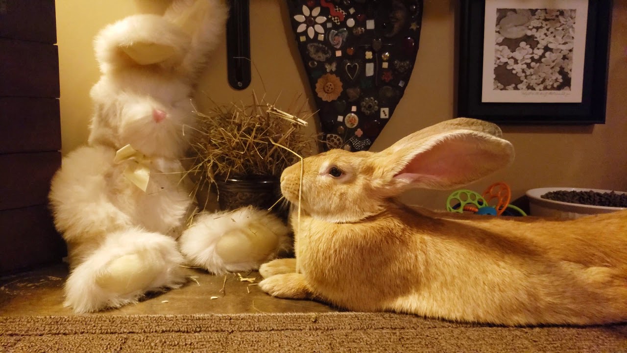 Izzy - Flemish giant rabbit eating hay. - YouTube
