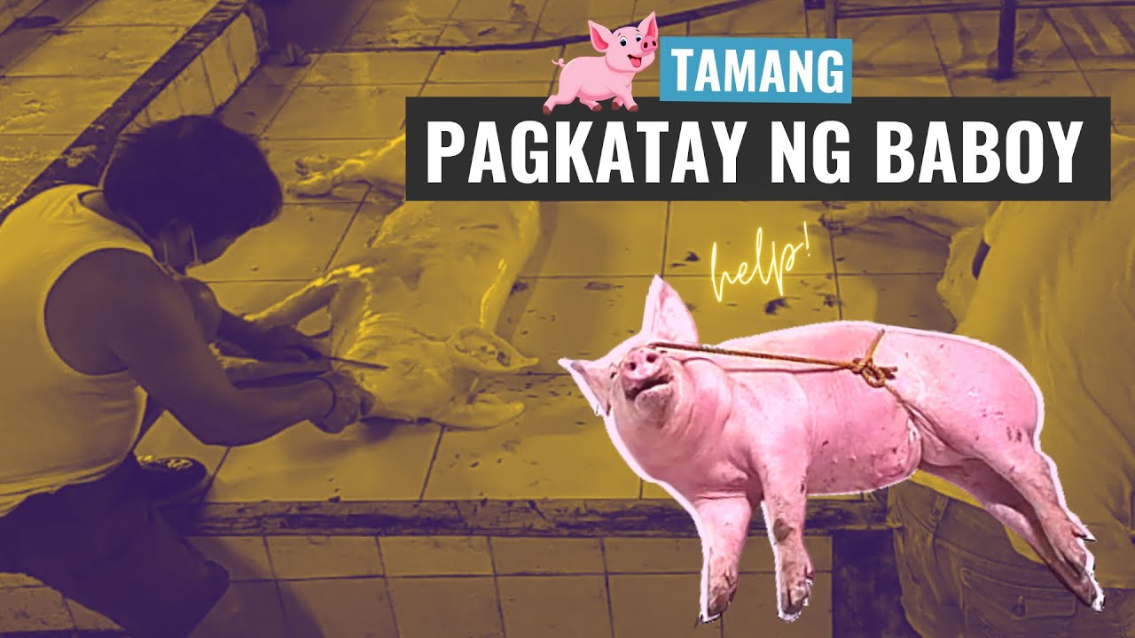 Tamang Pagkatay ng Baboy | 10 BABOY (Part2) - YouTube