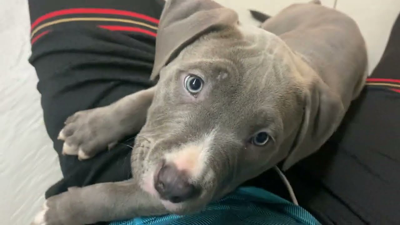 Grey Pitbull Puppies 9 Weeks