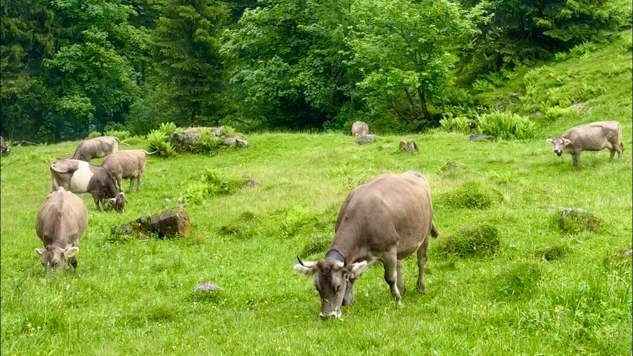 Swiss Splendor: Hills, Cows, and 'peace' in Switzerland - YouTube