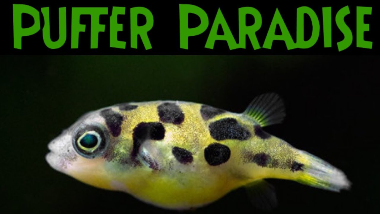 Dwarf Pea Puffer Paradise! - Freshwater Puffer Fish Feeding - YouTube
