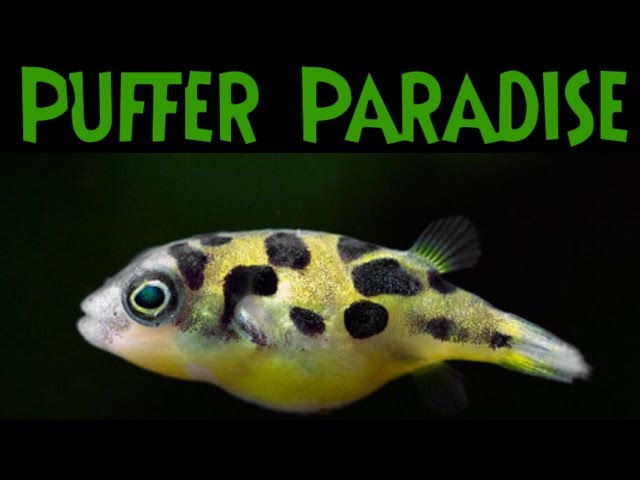Dwarf Freshwater Bb Puffer